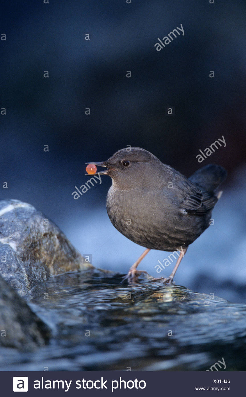 British Dipper High Resolution Stock Photography and Images - Alamy