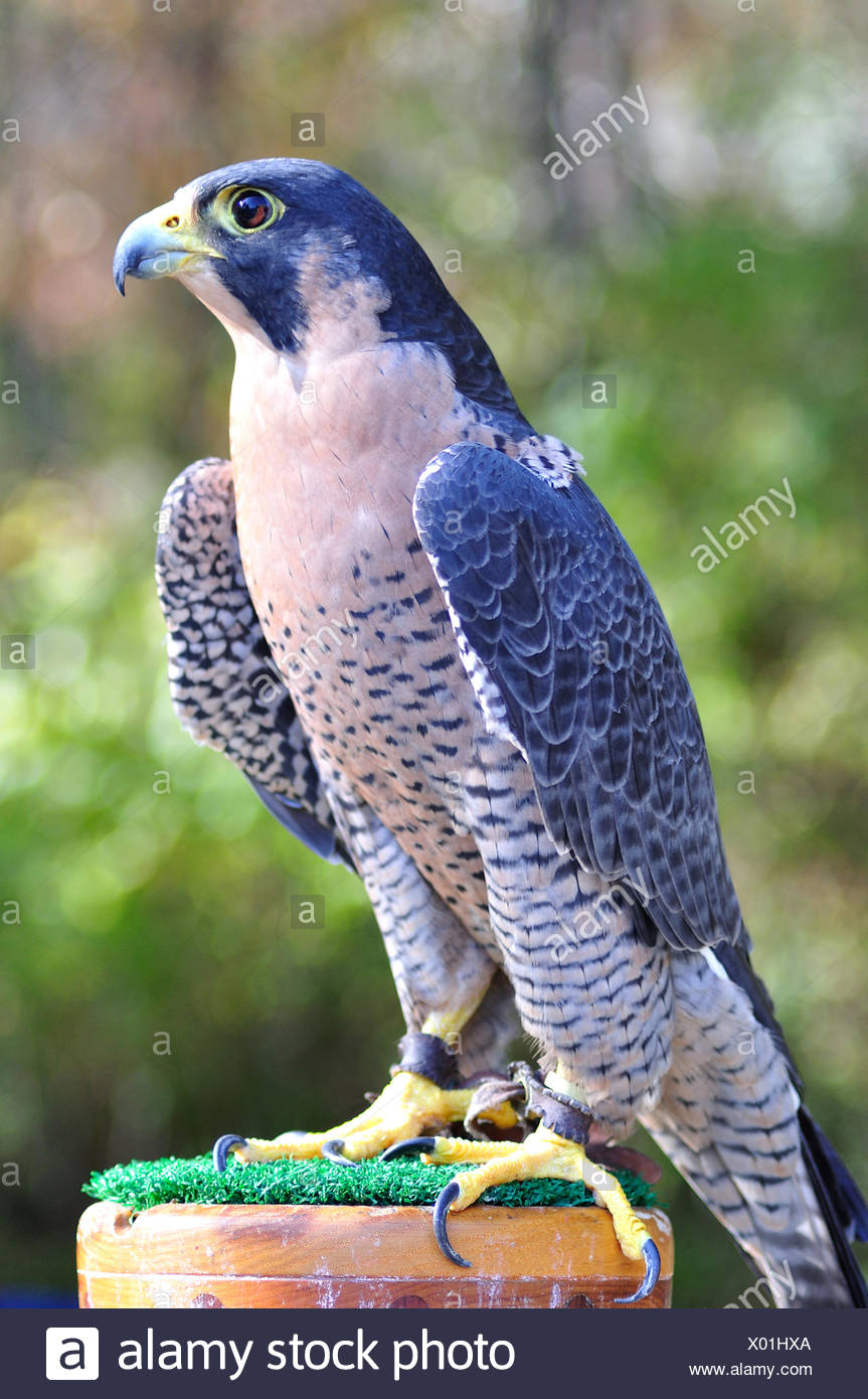 Peregrine Falcon Hunting High Resolution Stock Photography and Images ...