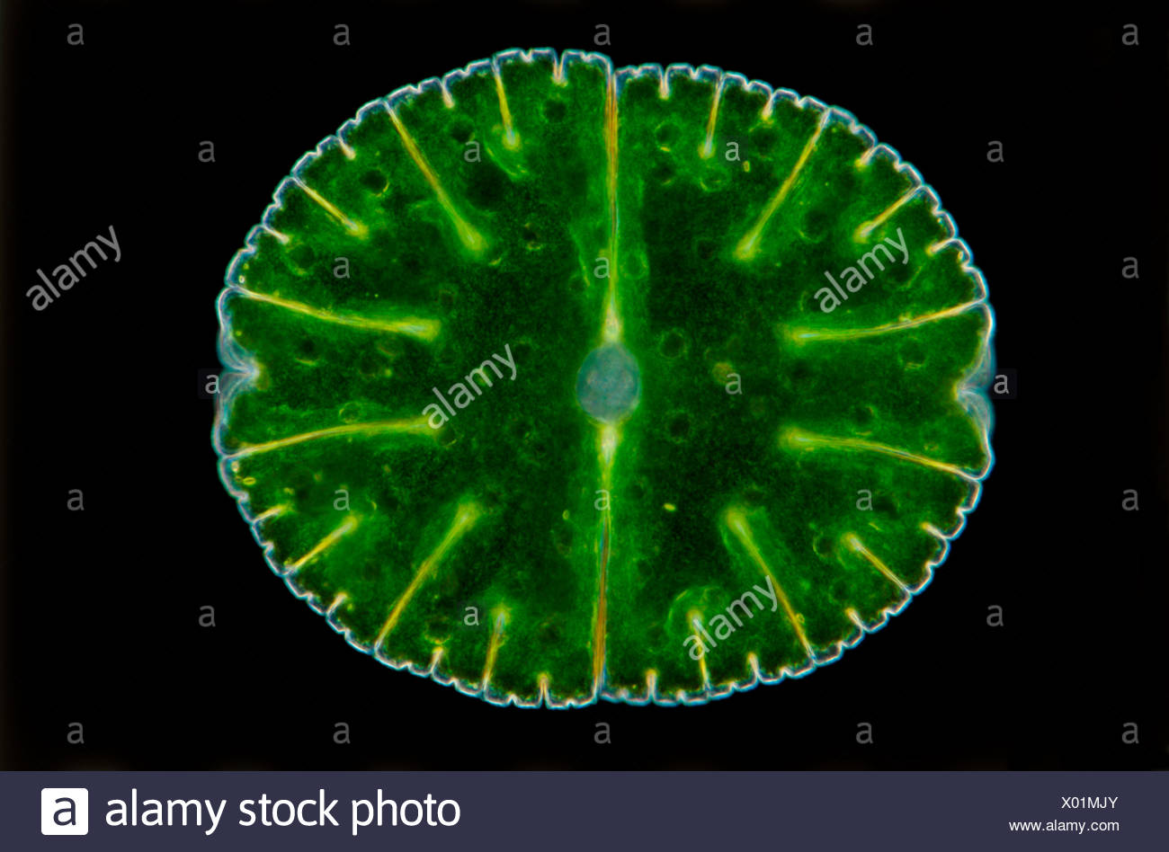 Green Algae Micrograph Stock Photos & Green Algae Micrograph Stock ...
