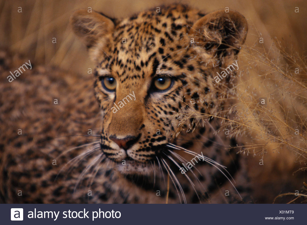 Leopard Ears High Resolution Stock Photography and Images - Alamy