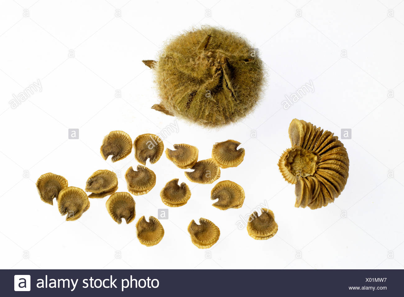 Seed Capsule Cut Open High Resolution Stock Photography and Images - Alamy