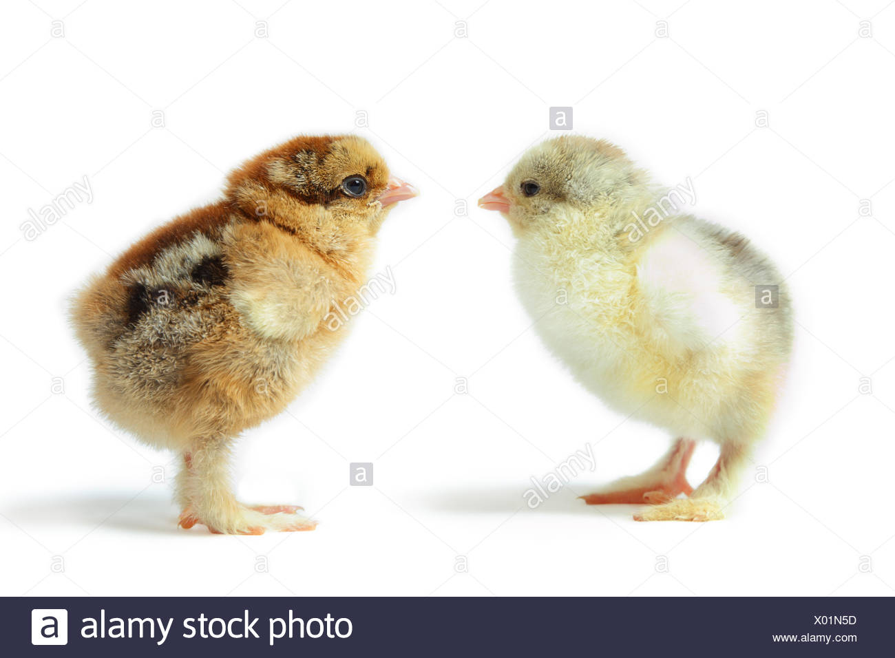 White Brahma Chicken High Resolution Stock Photography and Images - Alamy