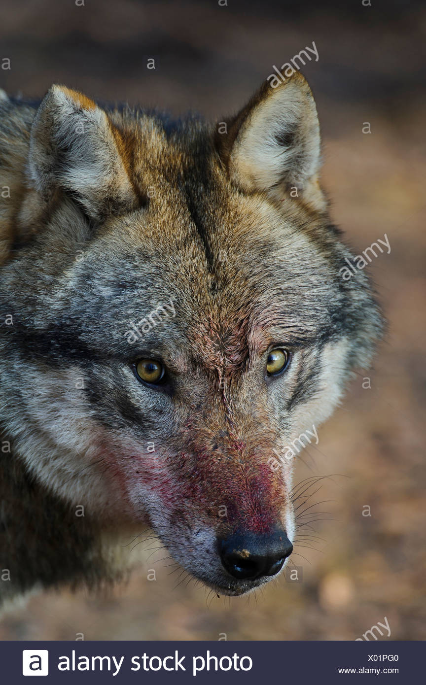 Squint Squinting High Resolution Stock Photography and Images - Alamy