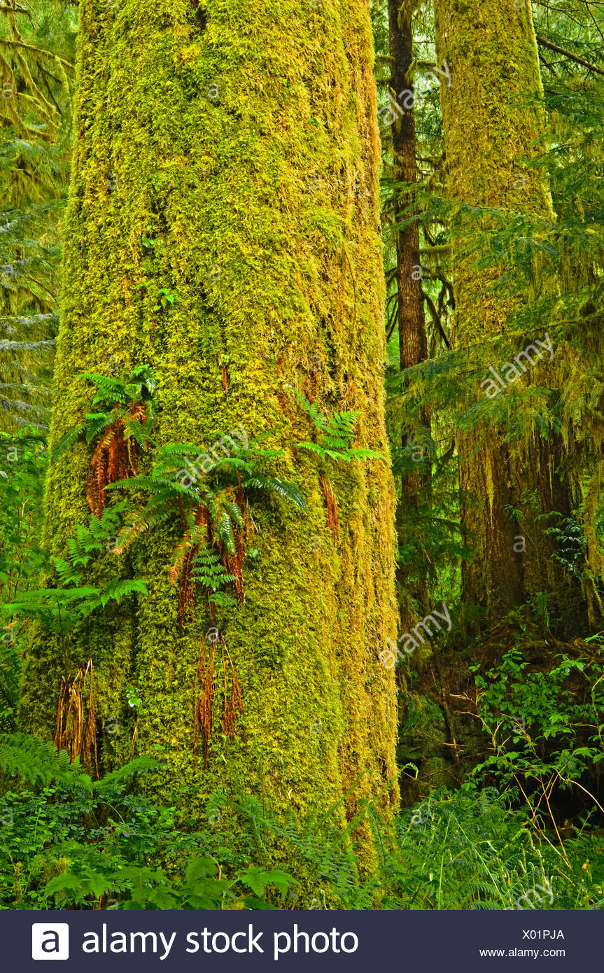 Old Growth Temperate Rainforests Stock Photos & Old Growth Temperate ...