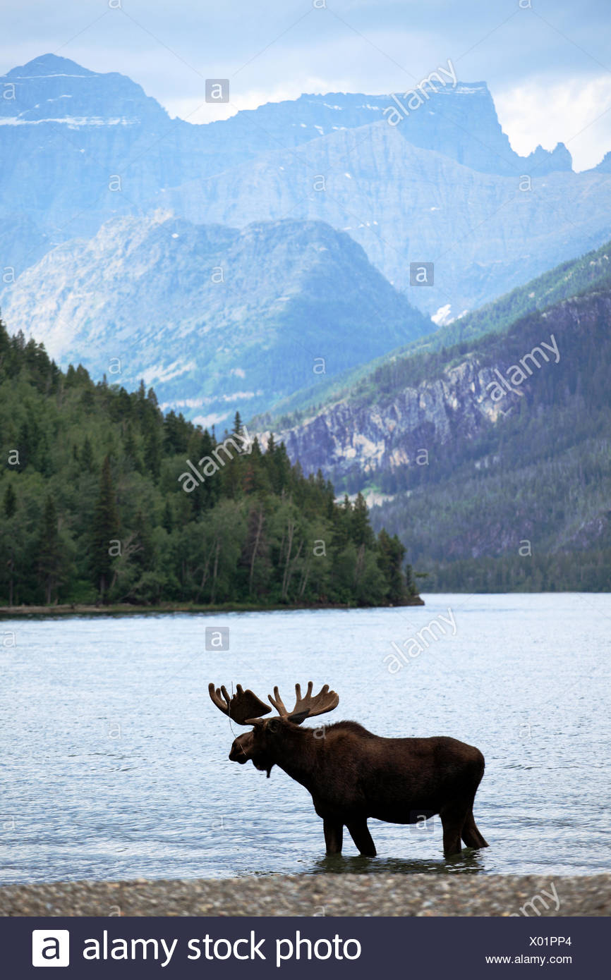 Moose Canada High Resolution Stock Photography and Images - Alamy