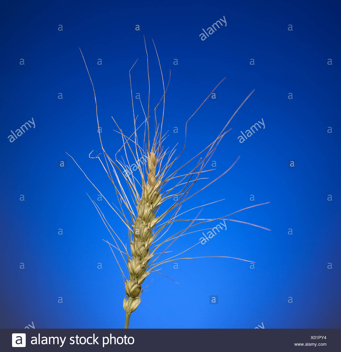 Blade Of Wheat High Resolution Stock Photography and Images - Alamy
