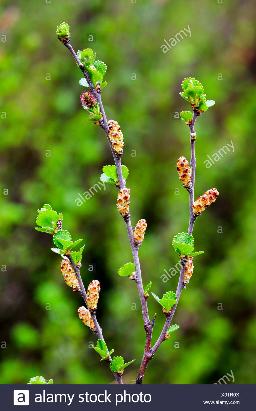 Arctic Dwarf Birch Stock Photos & Arctic Dwarf Birch Stock Images - Alamy