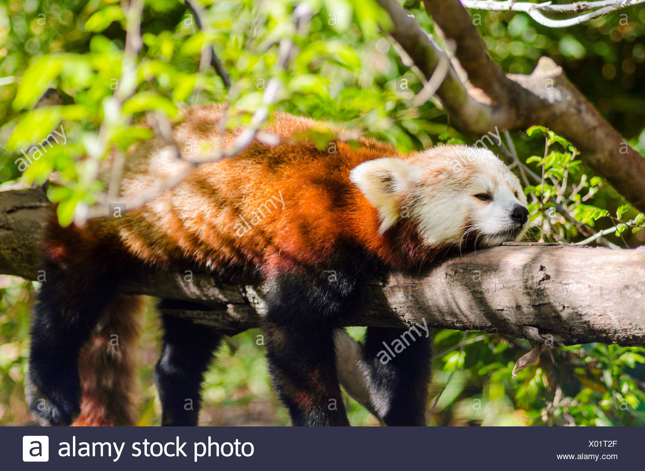 Beautiful Red Panda Lying On High Resolution Stock Photography and ...