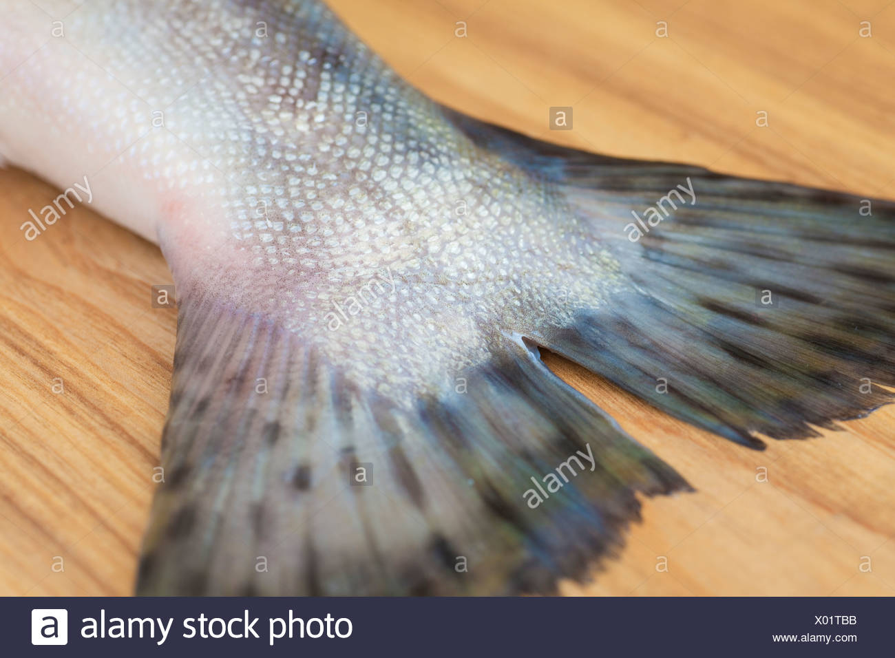 Fish Tail Stock Photos & Fish Tail Stock Images - Alamy