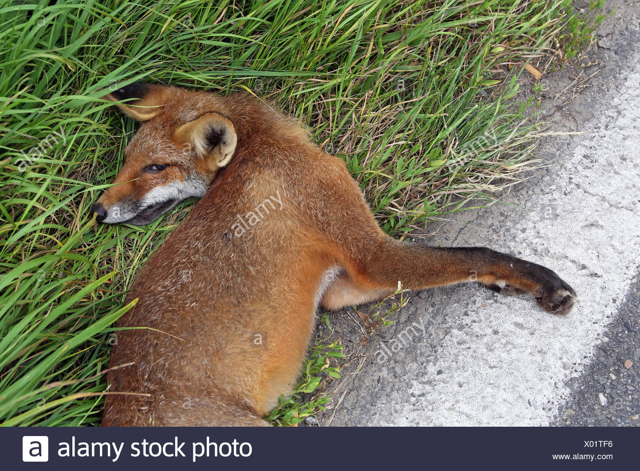 Dead Fox High Resolution Stock Photography and Images - Alamy