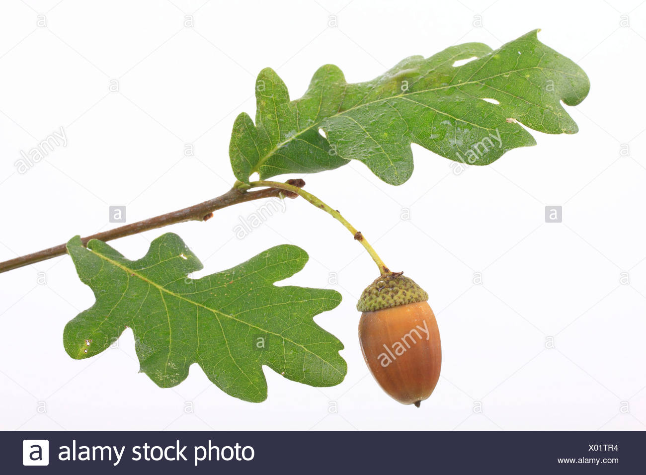 Oak Tree Nut Fruit Quercus High Resolution Stock Photography and Images ...