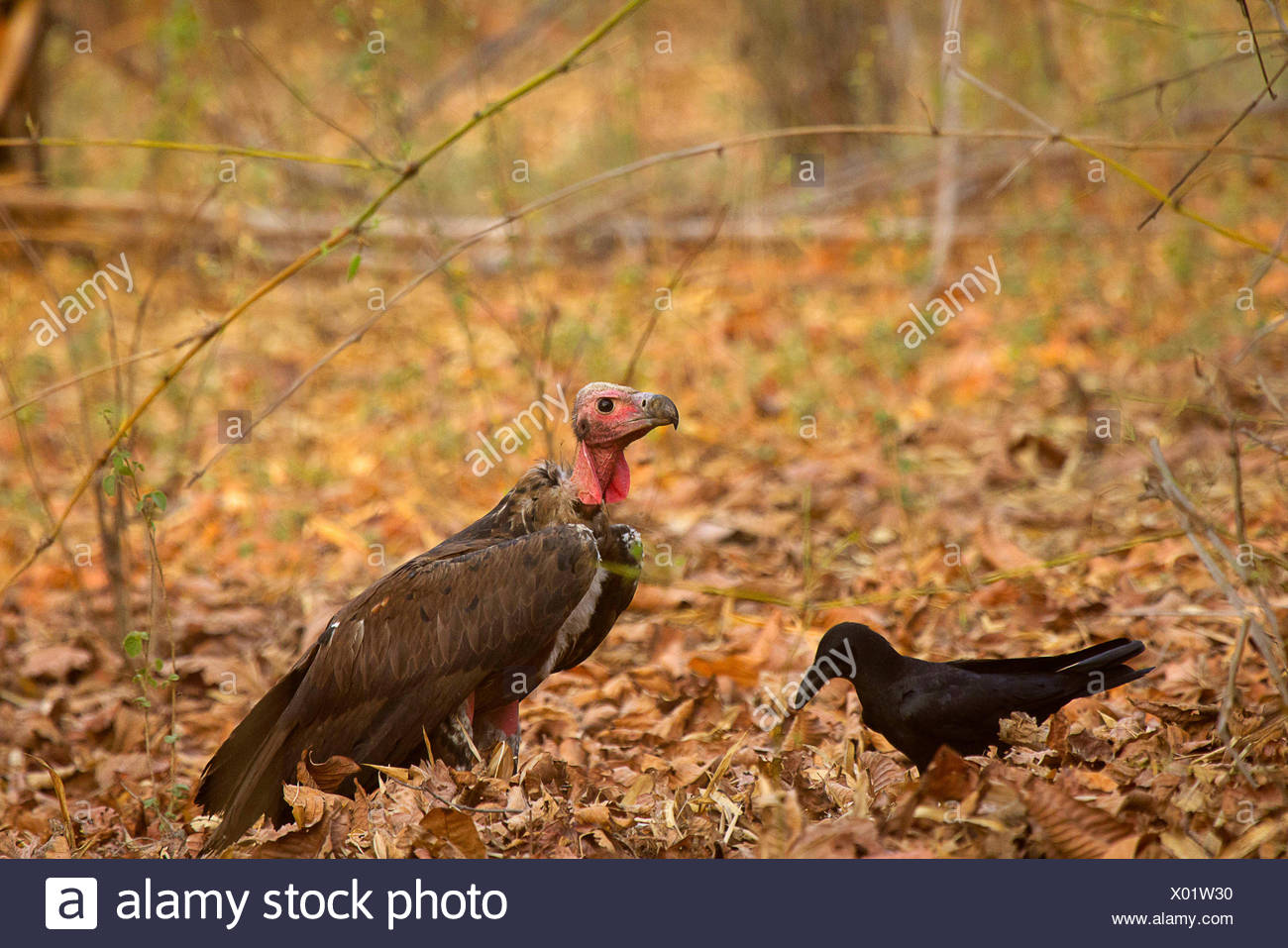 Sarcogyps Calvus High Resolution Stock Photography and Images - Alamy