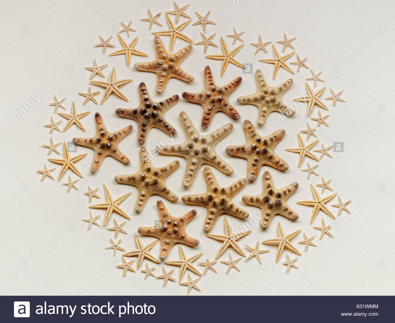 Dried Starfish High Resolution Stock Photography and Images - Alamy