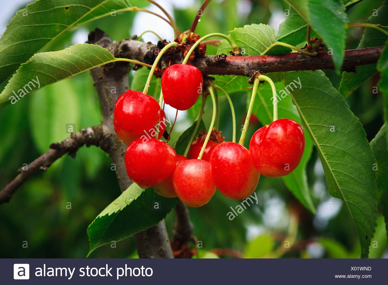 Cherry Tree California Orchard High Resolution Stock Photography and ...