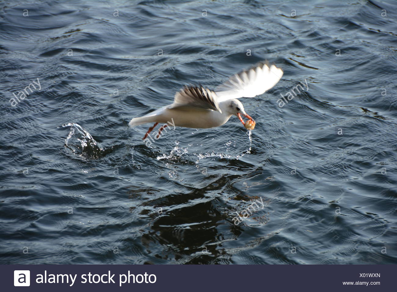 Seagull Food High Resolution Stock Photography and Images - Alamy