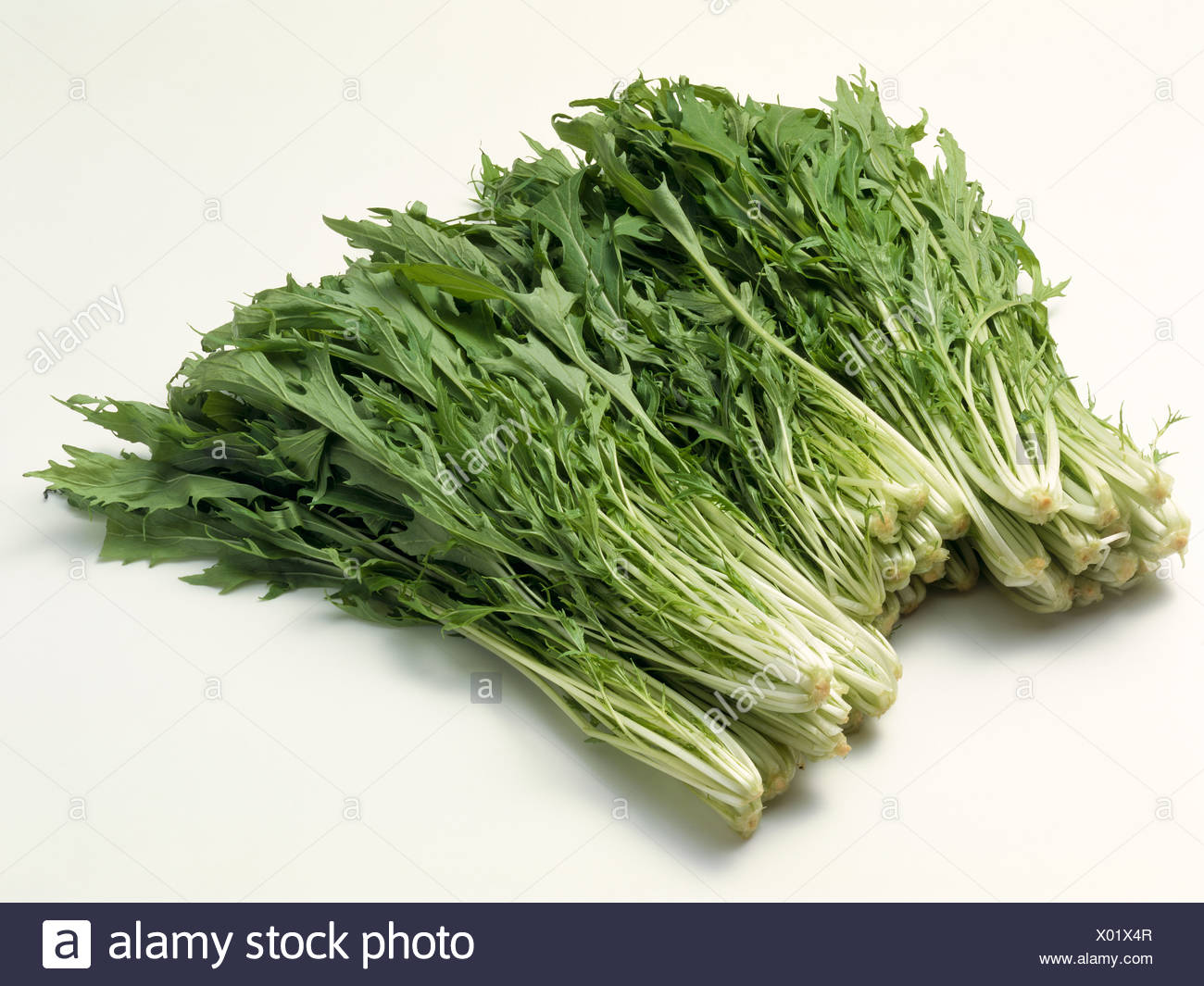 Potherb Mustard High Resolution Stock Photography and Images - Alamy
