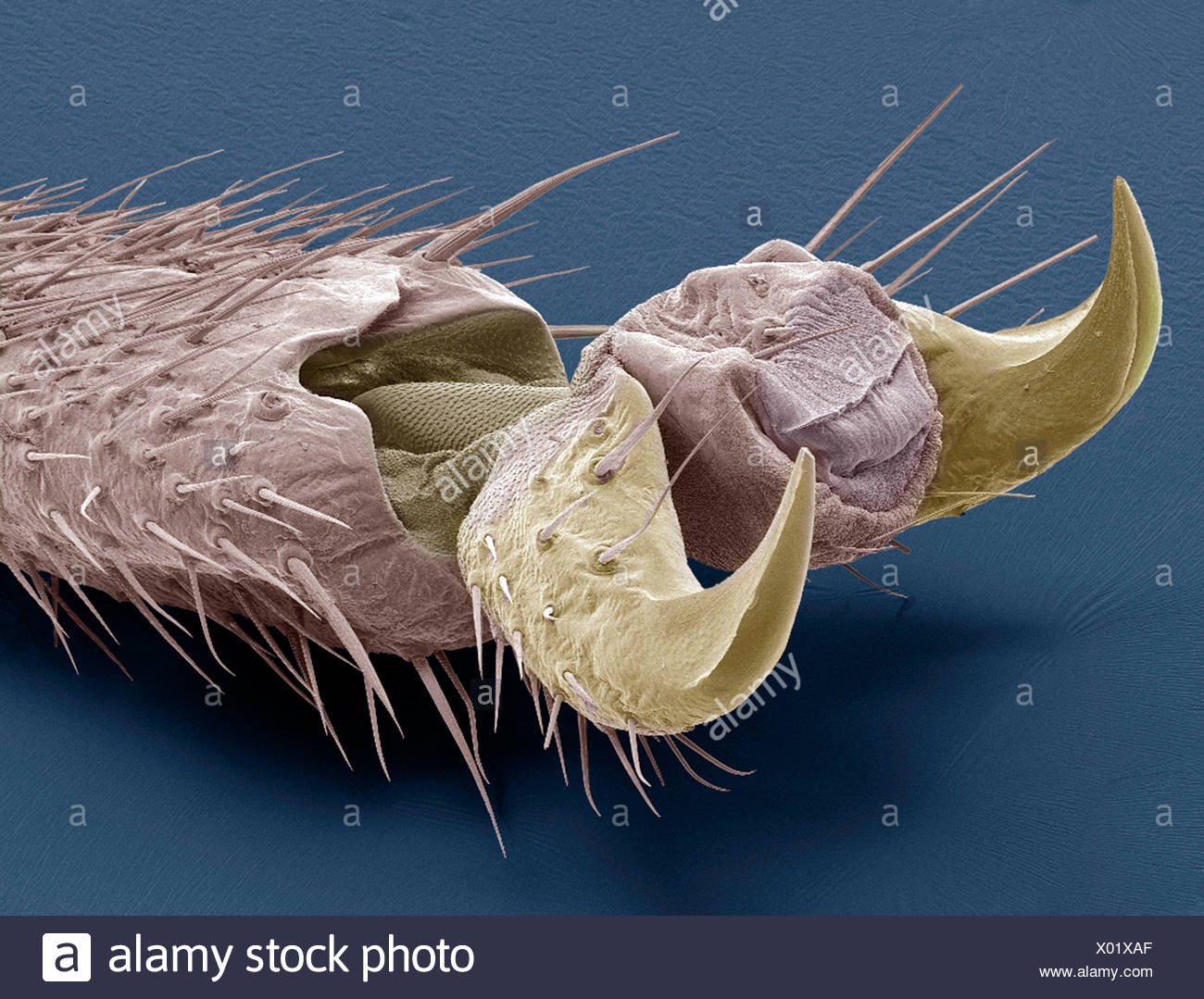 Claws Insect Science High Resolution Stock Photography and Images - Alamy