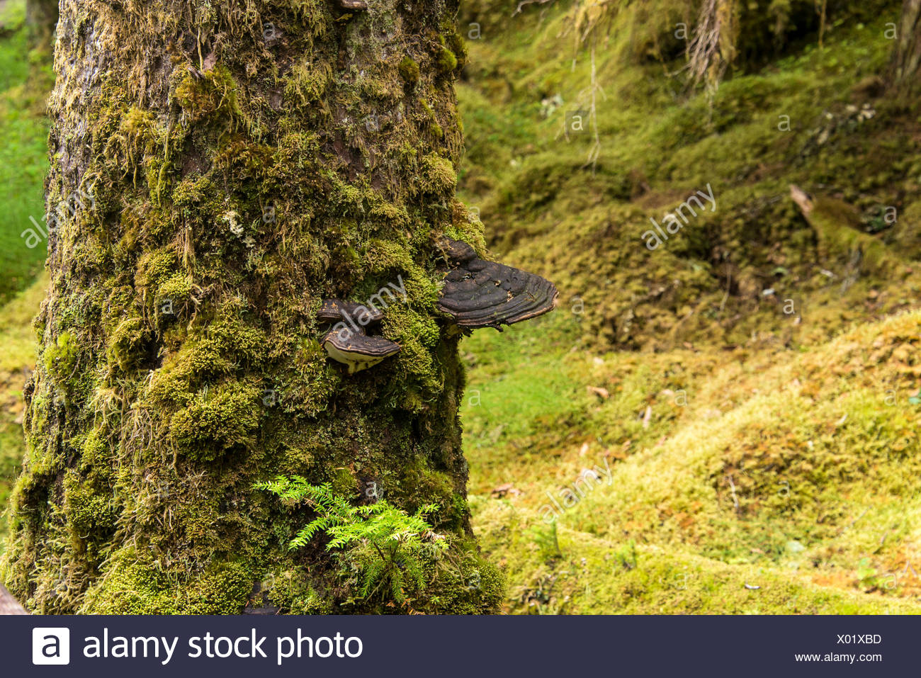 Fungus Tree High Resolution Stock Photography and Images - Alamy