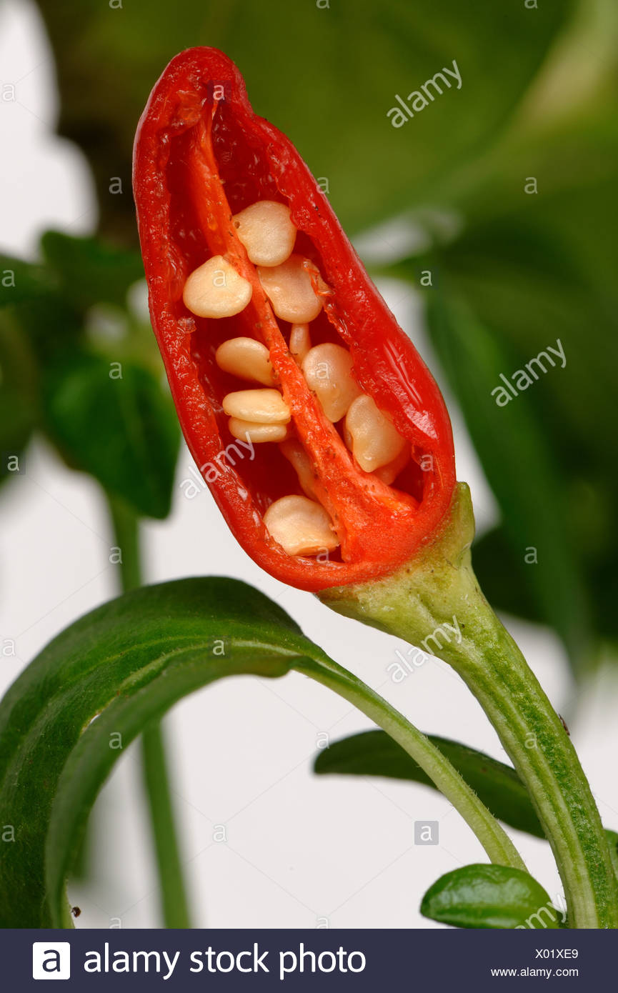 See Through Pot High Resolution Stock Photography and Images - Alamy