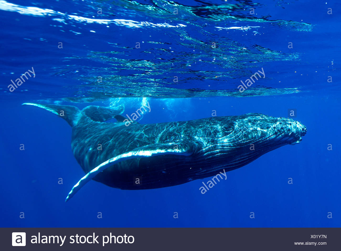 Blue Whale Swimming Underwater High Resolution Stock Photography and ...
