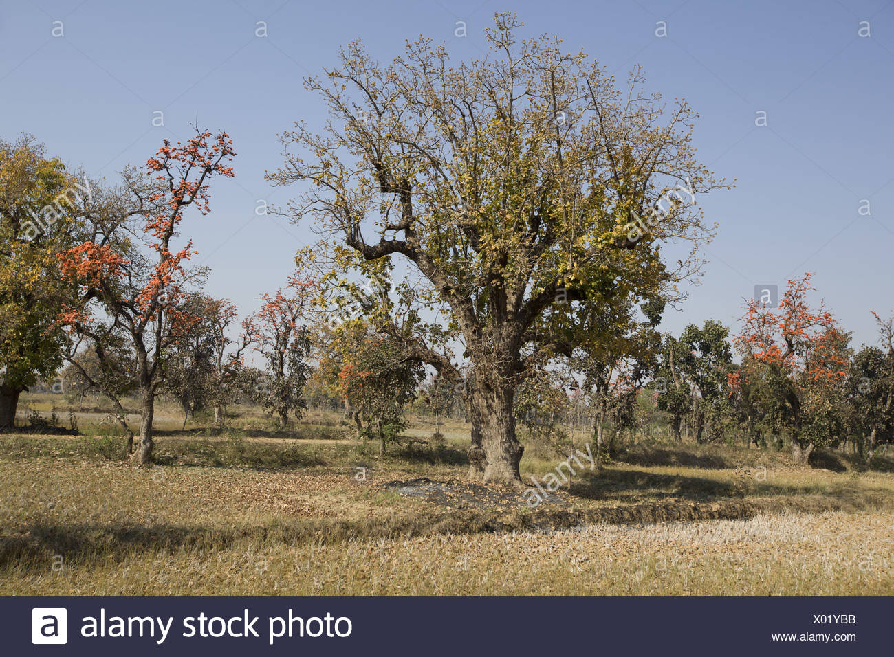 Flowers Of Madhuca Longifolia High Resolution Stock Photography and ...