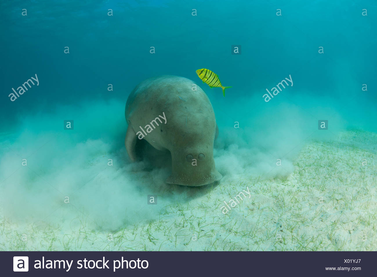 Dugon High Resolution Stock Photography and Images - Alamy