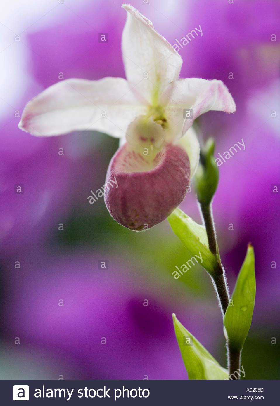 Orchid Phragmipedium High Resolution Stock Photography and Images - Alamy