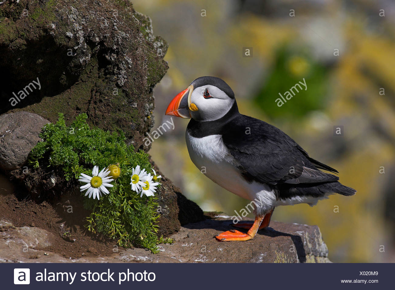 Atlantic Puffin Nest High Resolution Stock Photography and Images - Alamy