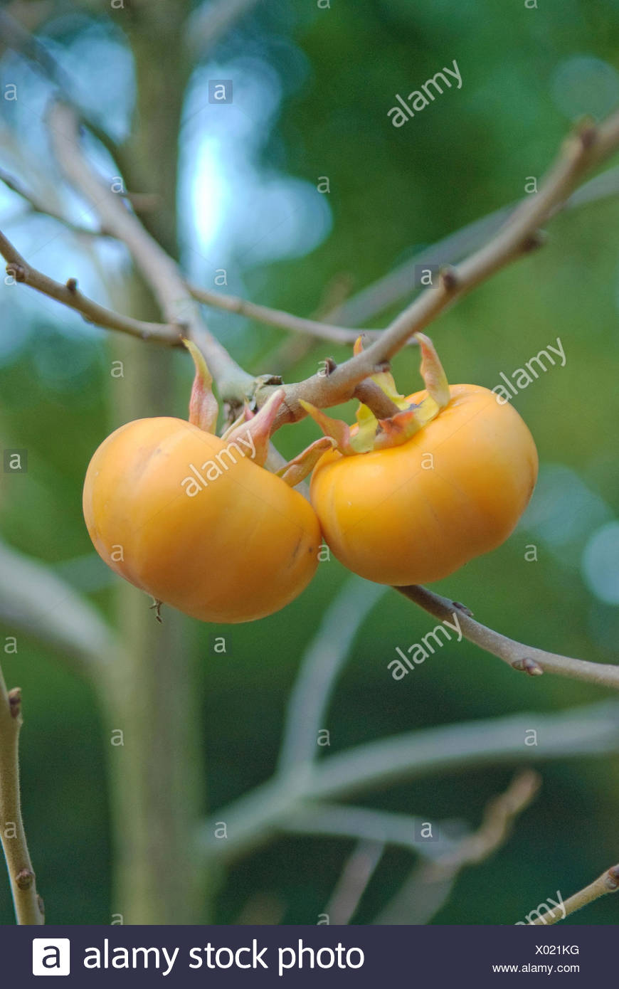 Diospyros Kaki Fruit Tree High Resolution Stock Photography and Images ...