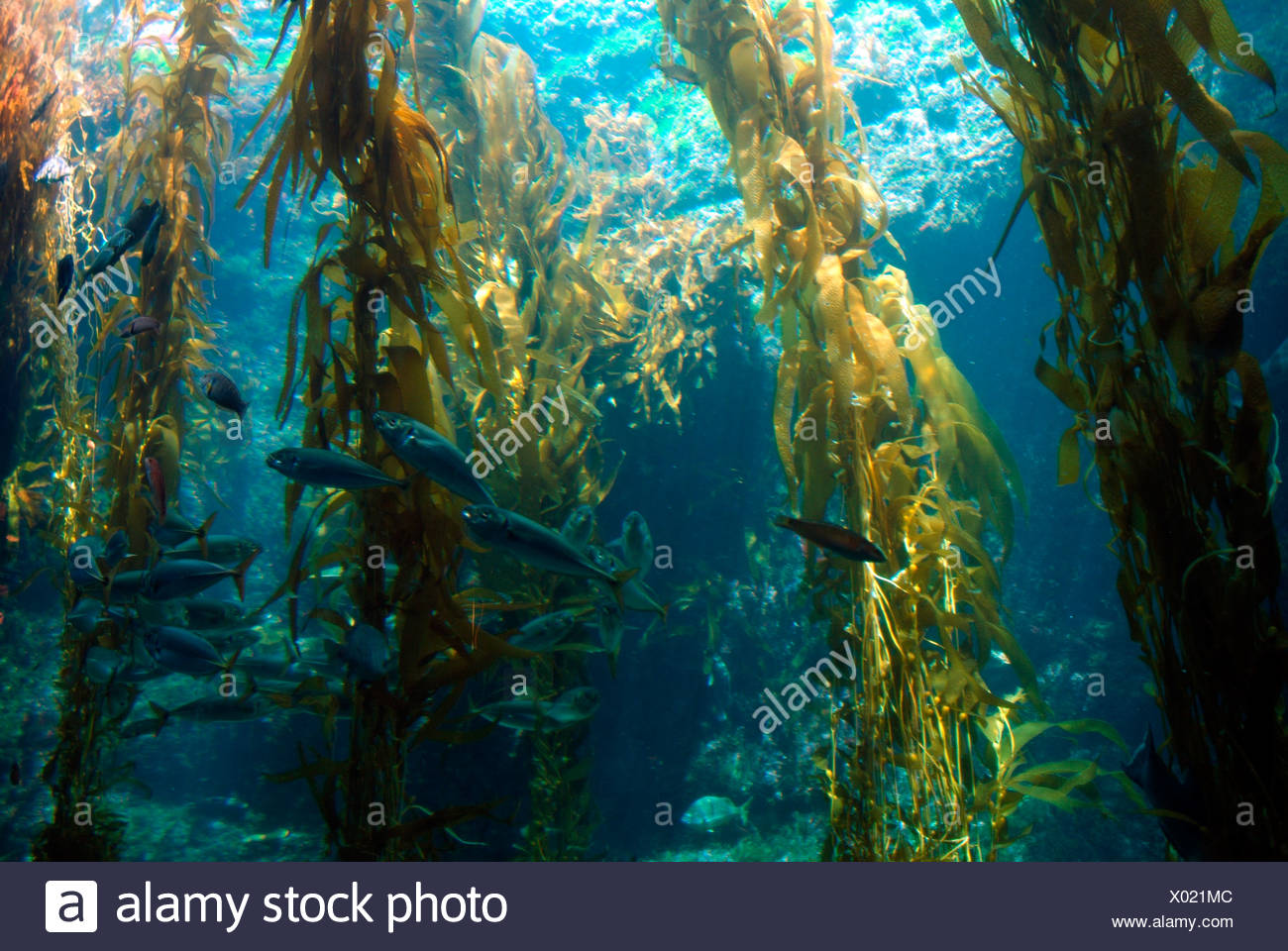 Kelp Forest Underwater High Resolution Stock Photography and Images - Alamy