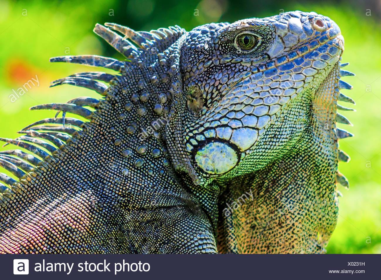 Parque De Las Iguanas High Resolution Stock Photography and Images - Alamy