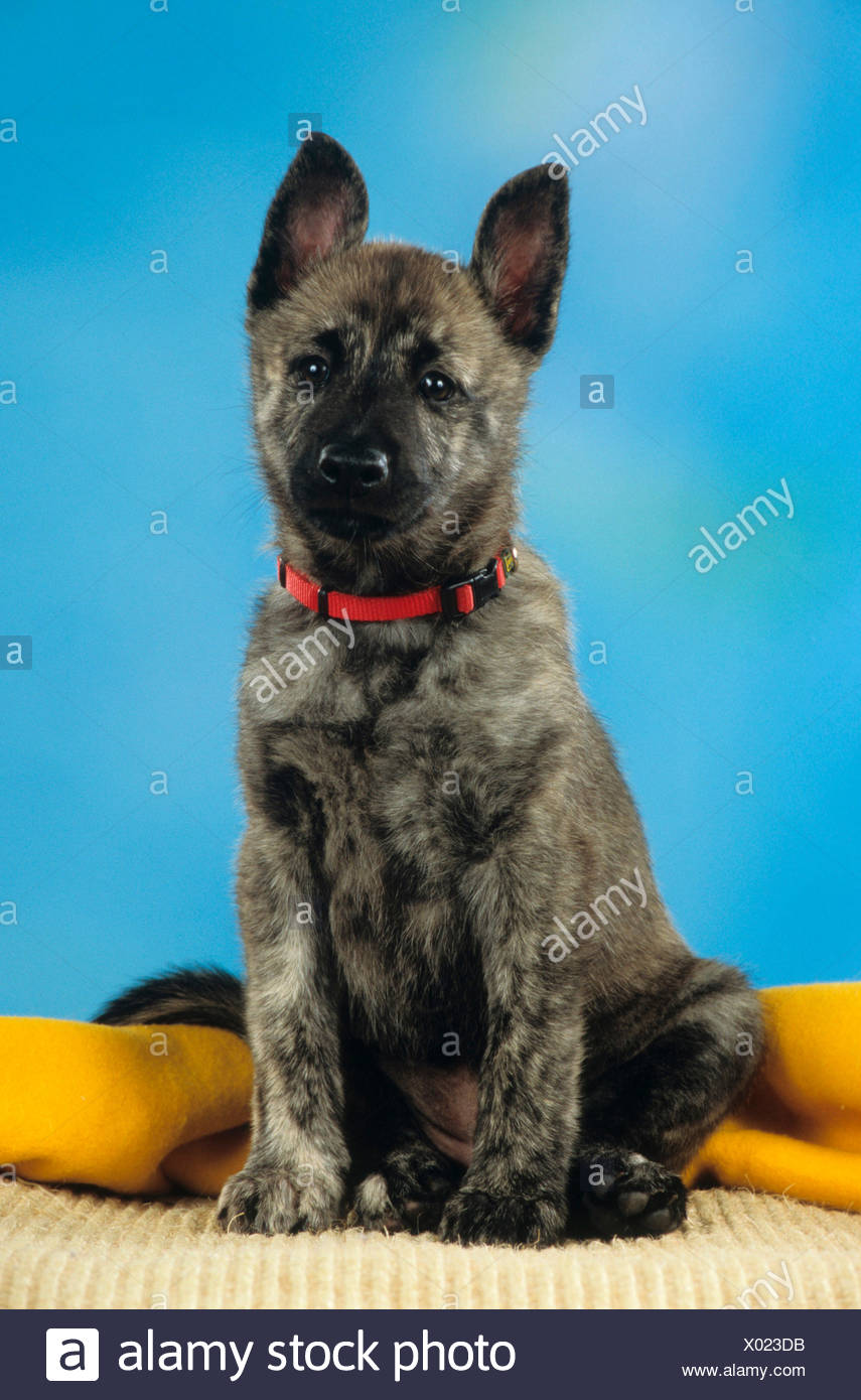 Dutch Herder High Resolution Stock Photography and Images - Alamy
