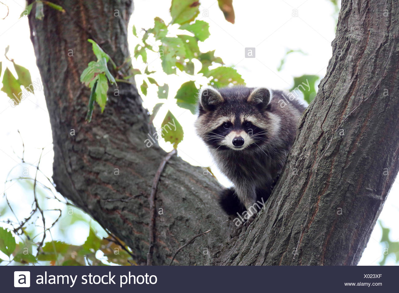 Raccoon In Tree Stock Photos & Raccoon In Tree Stock Images - Alamy