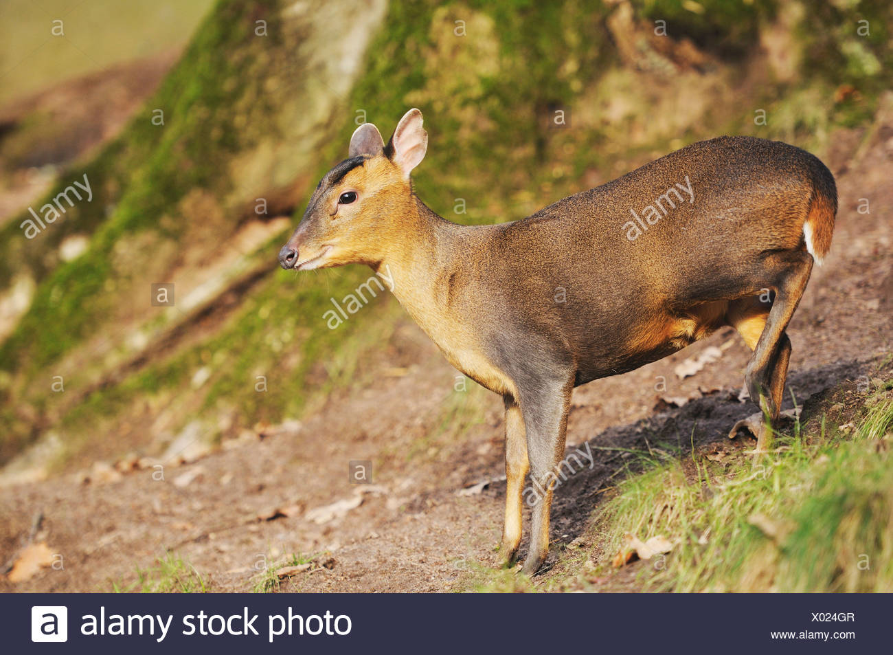 Chinese Muntjak High Resolution Stock Photography and Images - Alamy
