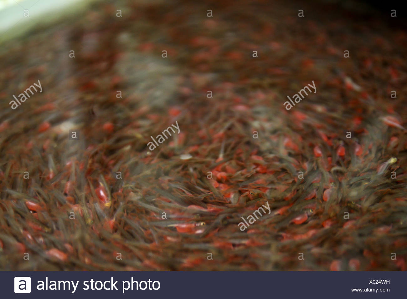 Fish Eggs Salmon Underwater High Resolution Stock Photography and ...