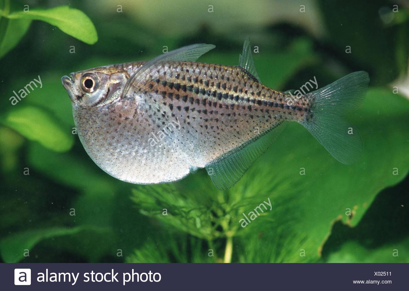 Gasteropelecus High Resolution Stock Photography and Images - Alamy