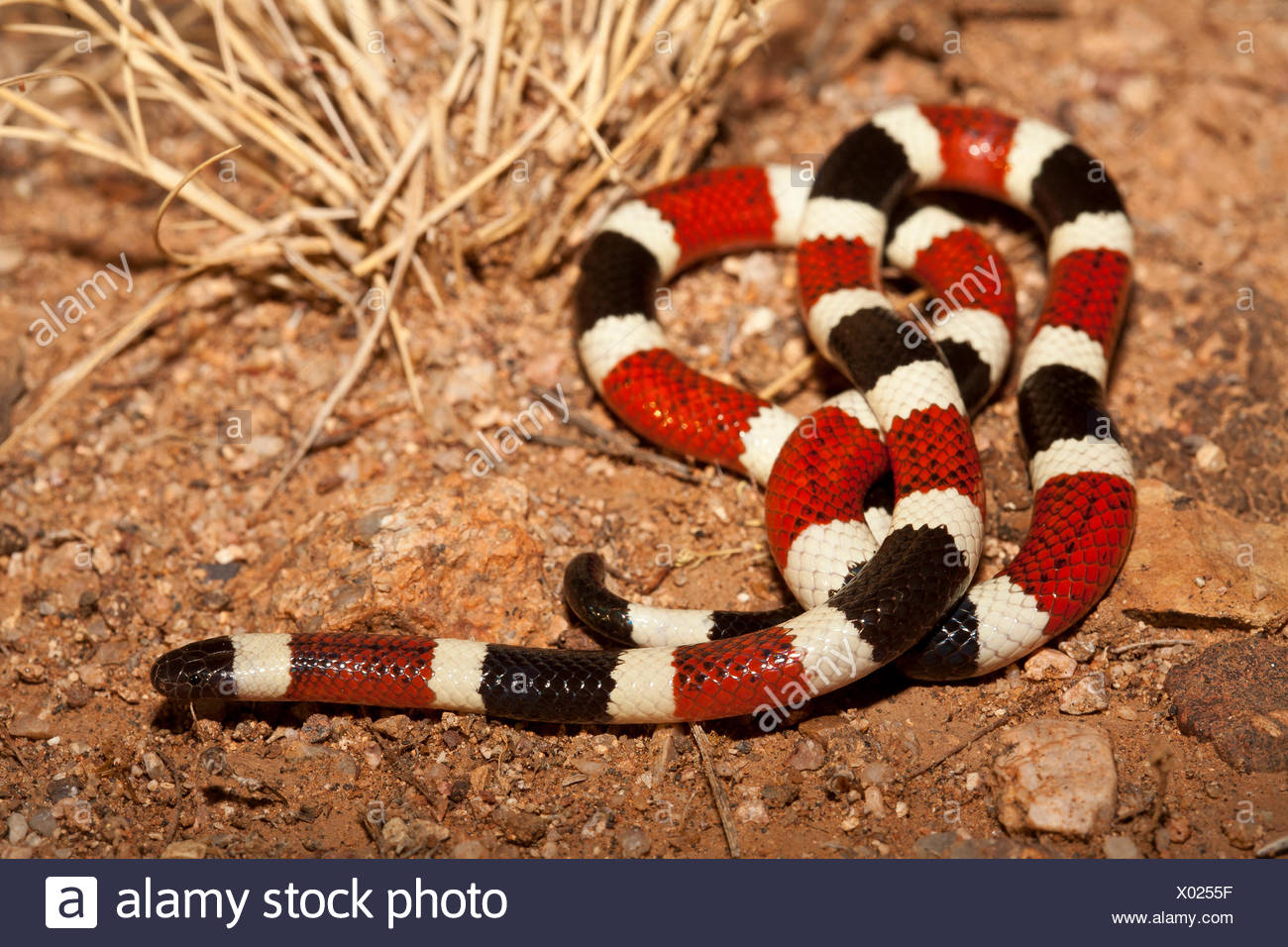 Coral Snake High Resolution Stock Photography and Images - Alamy