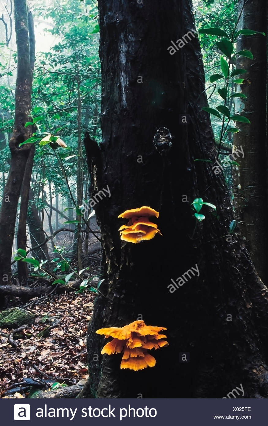 Orange Polypore Stock Photos & Orange Polypore Stock Images - Alamy
