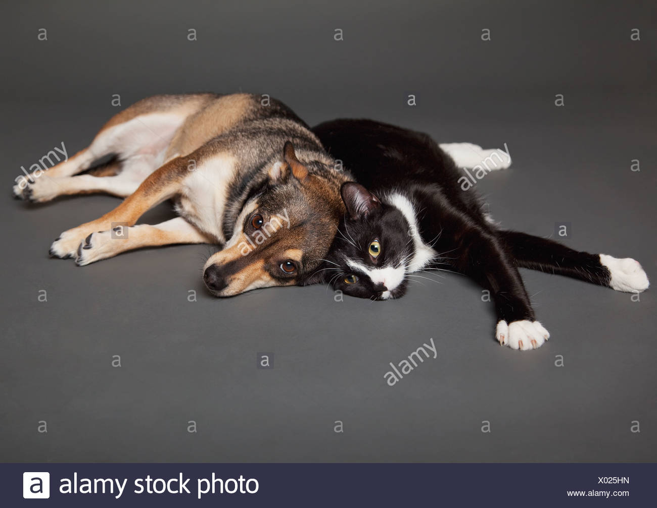 Two Cats Laying Together High Resolution Stock Photography and Images ...