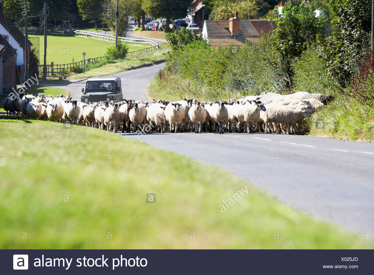 Driving The Sheep High Resolution Stock Photography and Images - Alamy