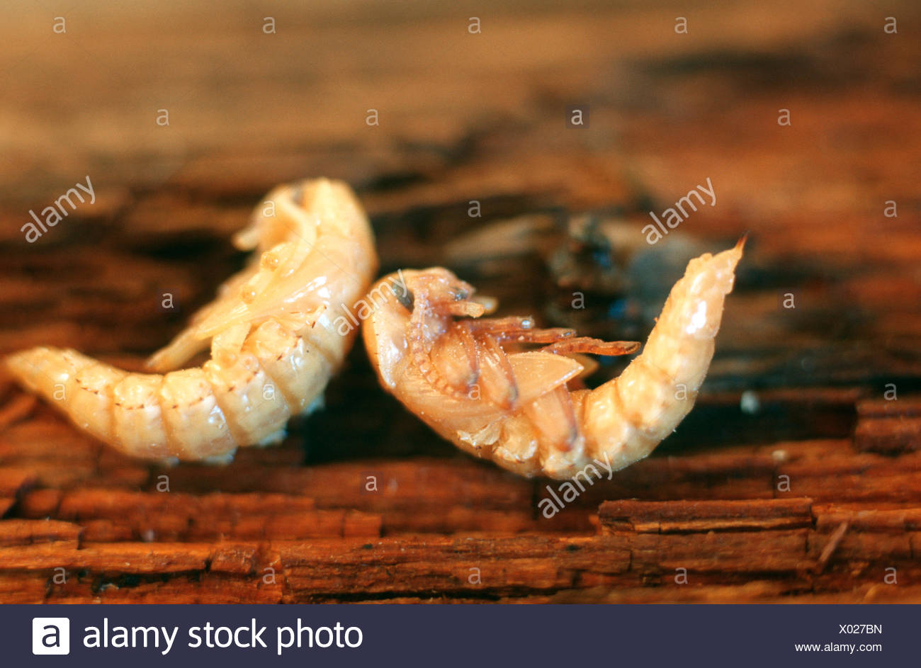 Important Insects High Resolution Stock Photography and Images - Alamy