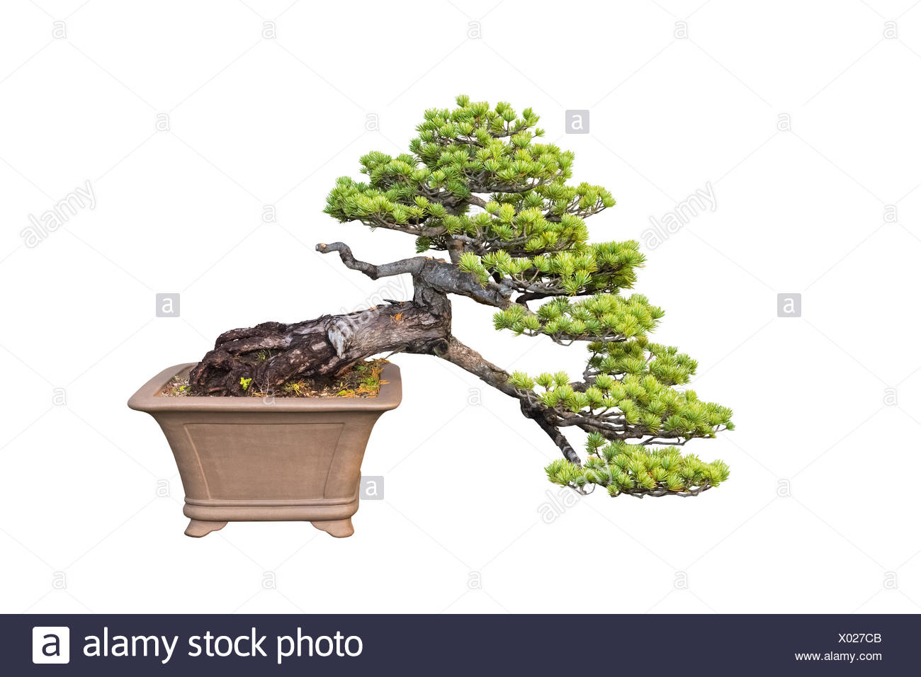 Chinese White Pine Tree Stock Photos & Chinese White Pine Tree Stock ...