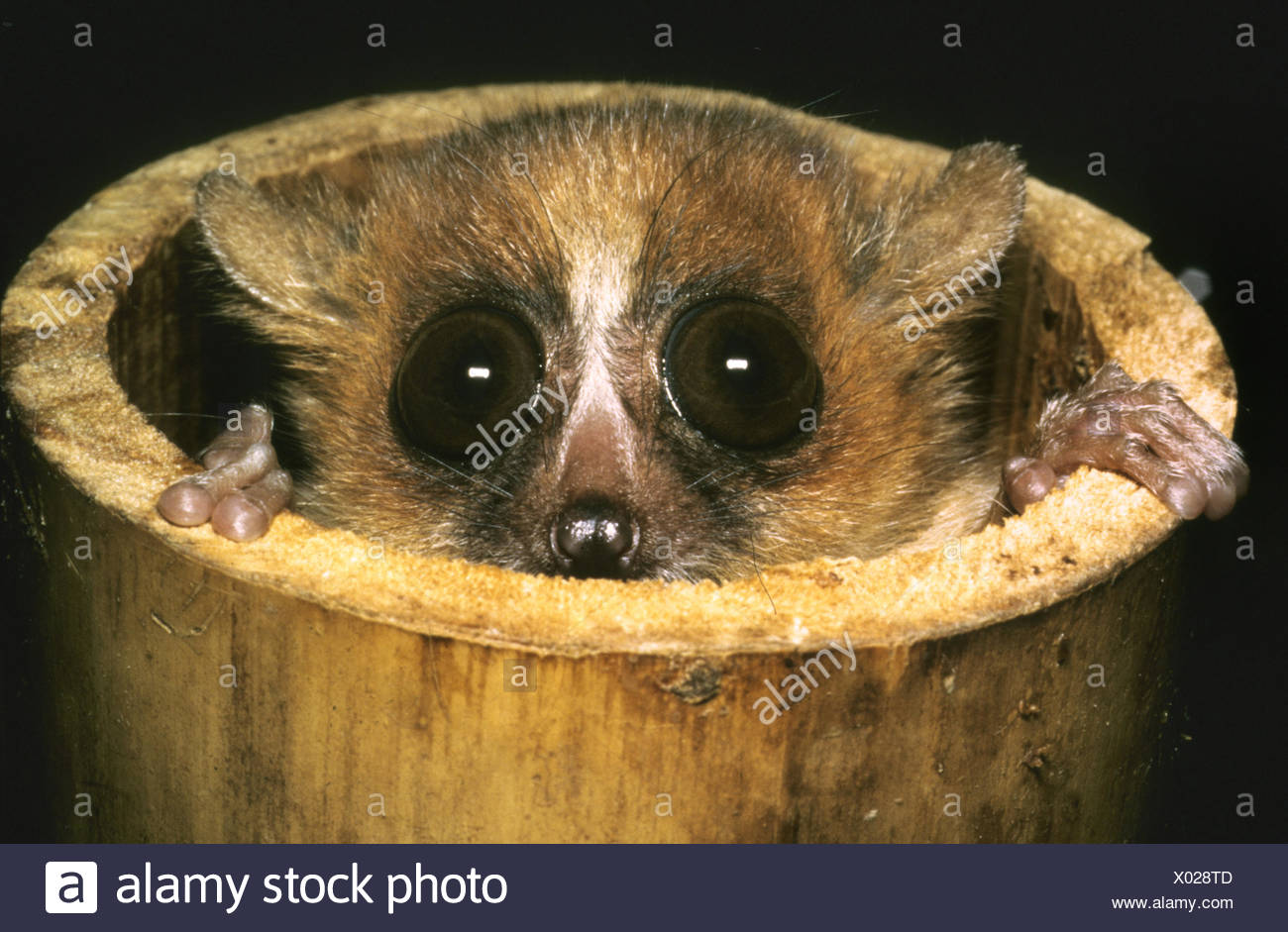 Lesser Mouse Lemur Stock Photos & Lesser Mouse Lemur Stock Images - Alamy