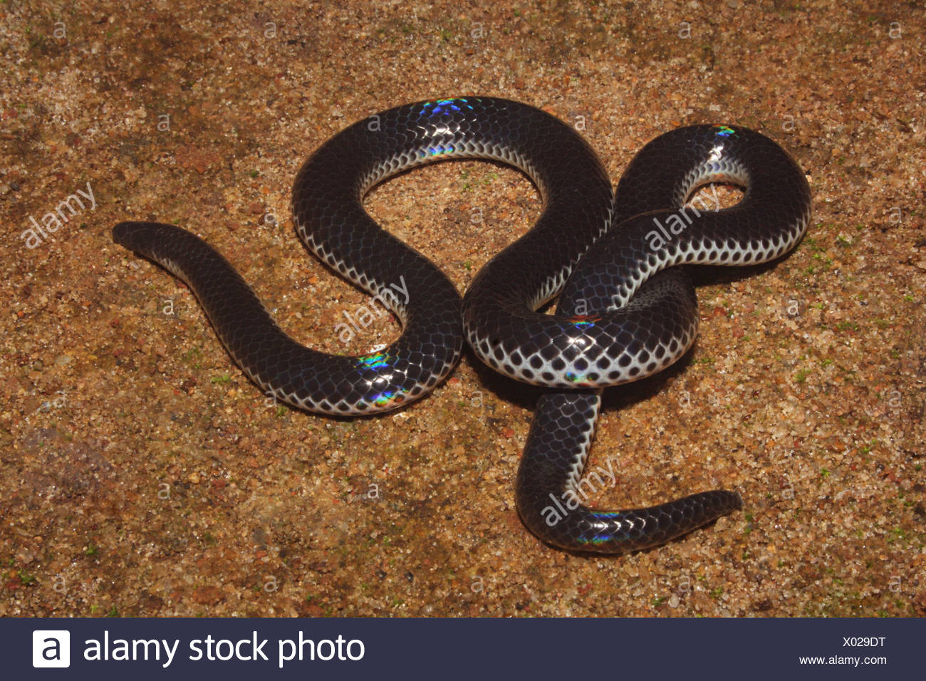 Shield Tailed Snake High Resolution Stock Photography and Images - Alamy