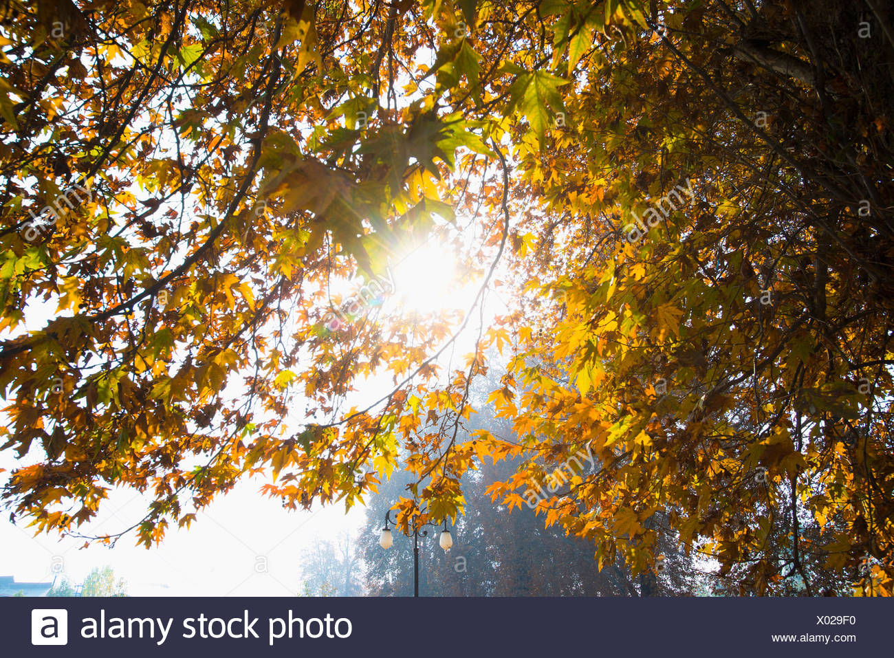 Chinar Tree Stock Photos & Chinar Tree Stock Images - Alamy