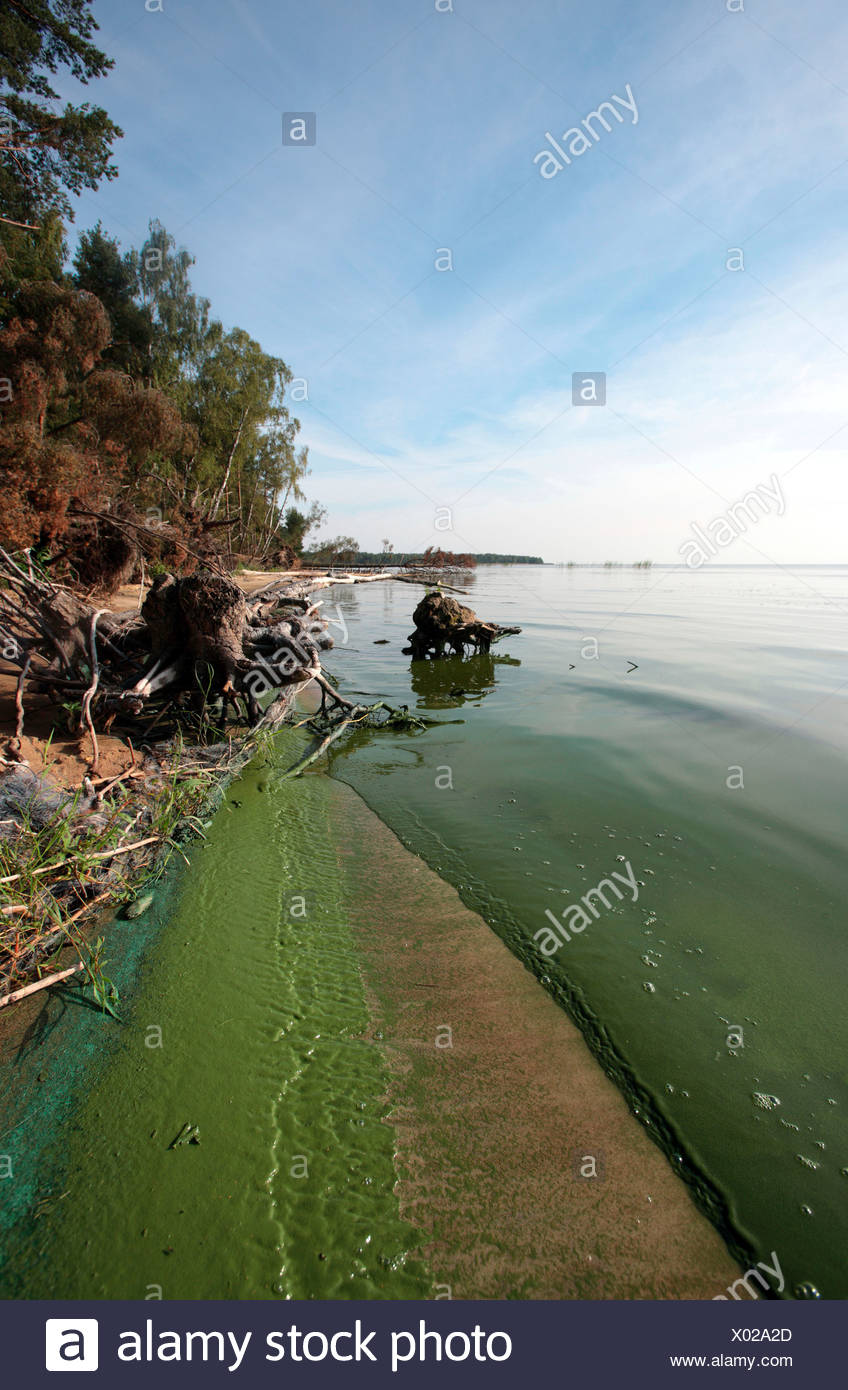 Haff High Resolution Stock Photography and Images - Alamy