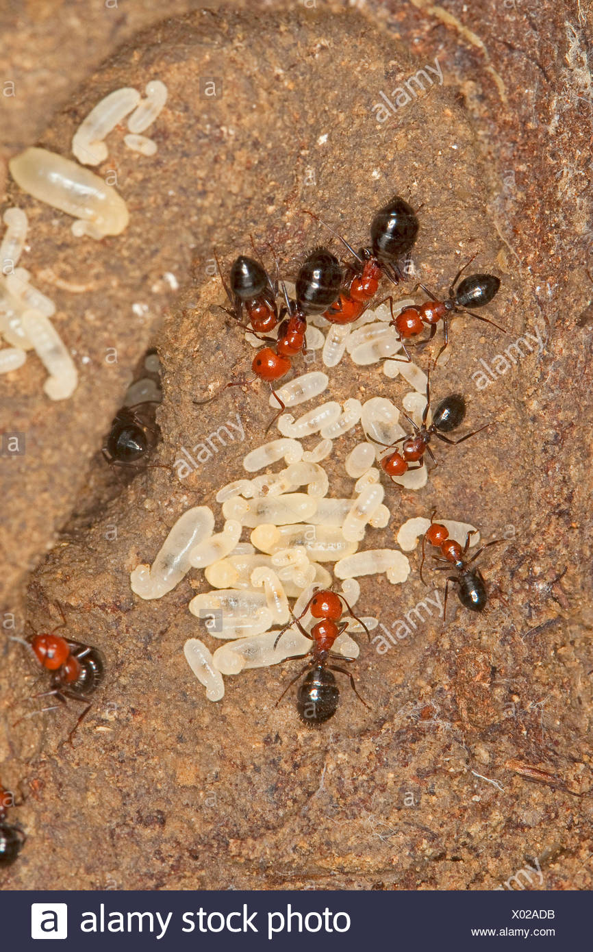 Carpenter Ant Nest Stock Photos & Carpenter Ant Nest Stock Images - Alamy