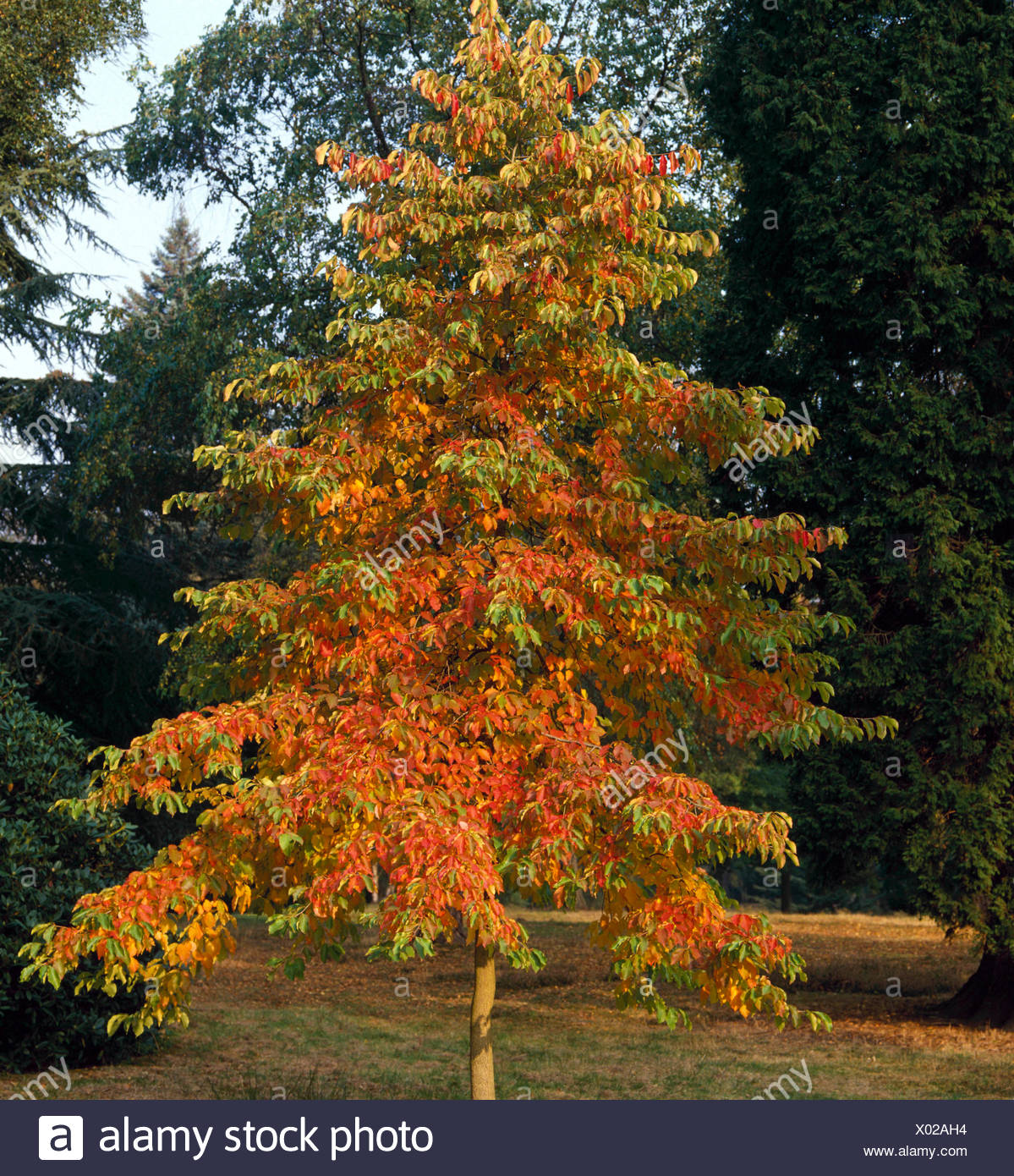 Autumn Nyssa Sylvatica High Resolution Stock Photography and Images - Alamy