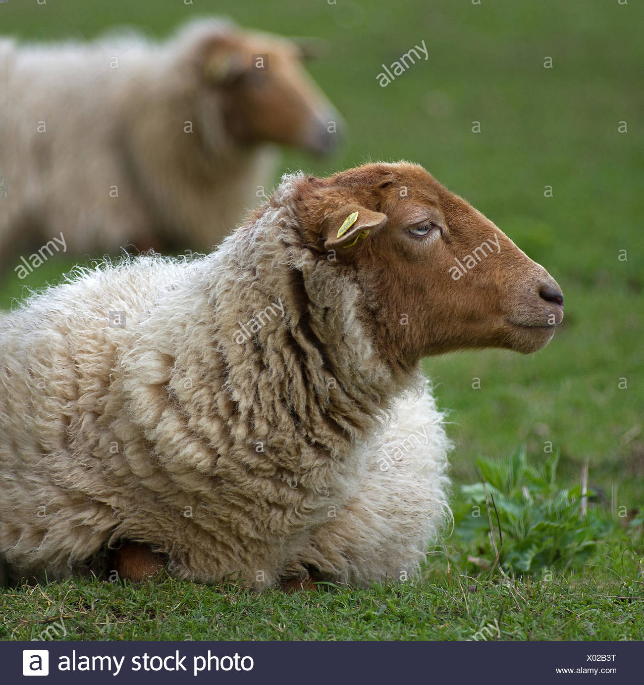 Ovis Orientalis Aries High Resolution Stock Photography and Images - Alamy