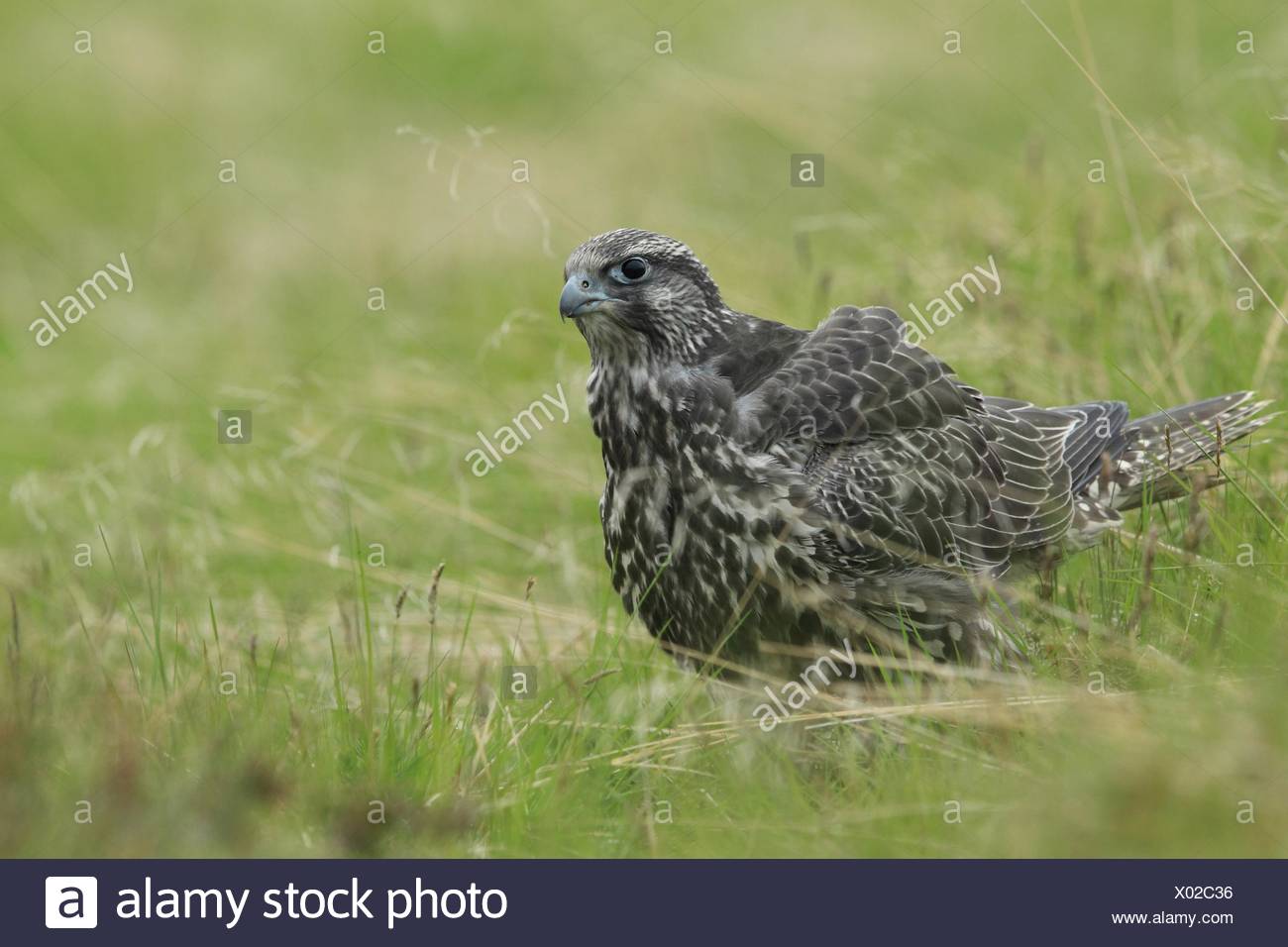 Juvenile Gyrfalcon Falco Rusticolus High Resolution Stock Photography ...